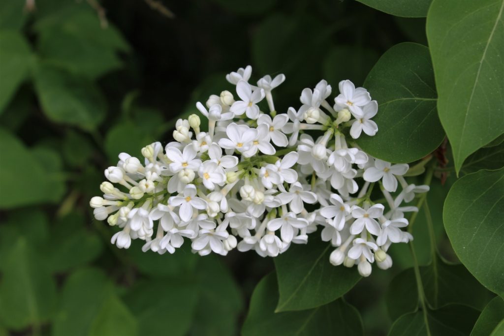 Syrener - syrensaft, syrenmarmelade og syrensyltetøj med rabarber ...