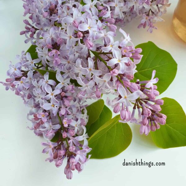 35+ ideer til at bruge syrener i køkkenet – det smager af forår ...